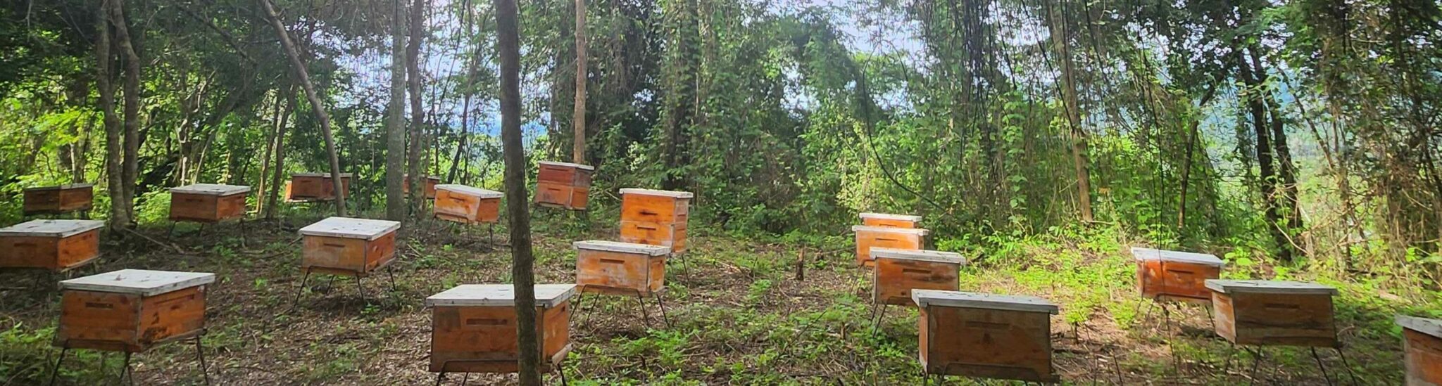 UBEES raises €8 million to scale regenerative pollination worldwide ...